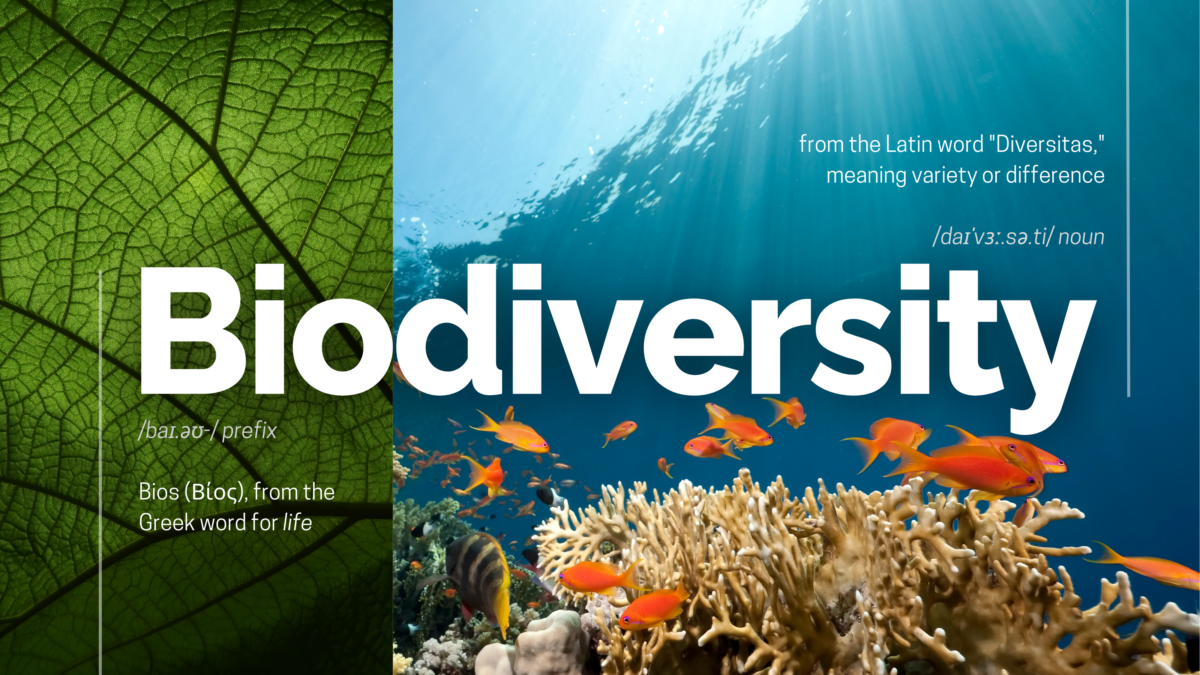 Connection #1: On the origin of ‘Biodiversity Genomics’ – iBOL Europe